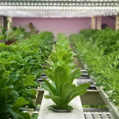 China JX-A00104 Vegetable Container Greenhouse for Hydroponic Cultivation Method for sale