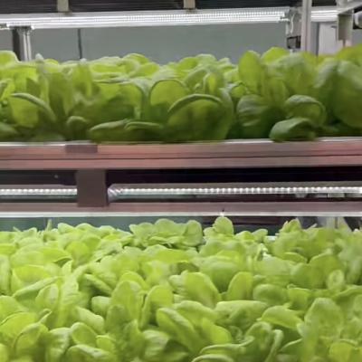 China JX-A00104 Vegetable Container Greenhouse for Hydroponic Cultivation Method for sale
