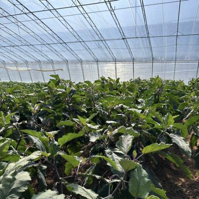 Cina JX-SG-111 Serra solare climatizzata per la coltivazione di ortaggi a sabbia in vendita