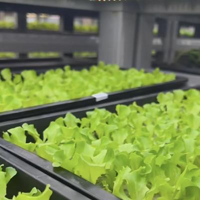 China 18000.000kg Container House for Growing Green Leafy Veggies Return refunds Guaranteed for sale