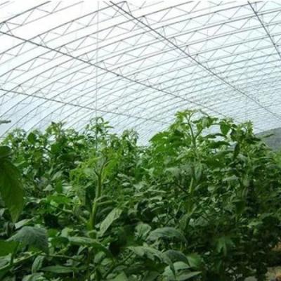 Cina 1209cm * 235cm * 239cm Ventilazione e ombreggiatura Serra per la coltivazione di cetrioli per la luce solare in vendita