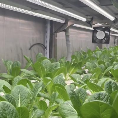 Cina Serra per contenitori di alveari per ortaggi a foglia Serra per contenitori intelligenti in vendita