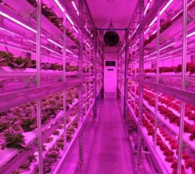 中国 鋼鉄構造 水育容器 多スパン垂直農業システム付き温室 販売のため