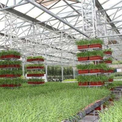 Cina 1209cm * 235cm * 239cm Contenitore agricolo verticale Serra con impianto idroponico in vendita