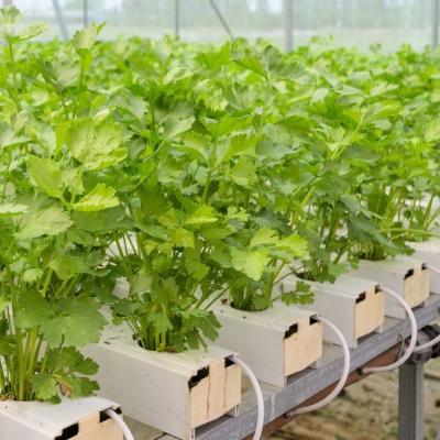 Cina 1209cm * 235cm * 239cm Contenitore agricolo verticale Serra con impianto idroponico in vendita