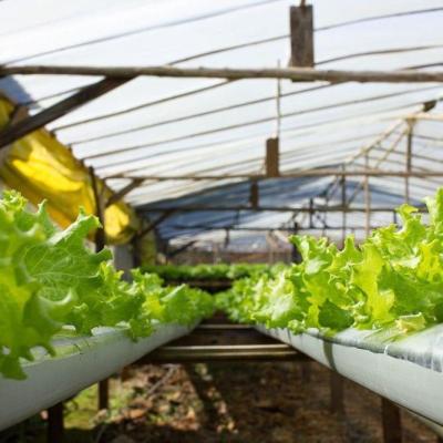 Cina 1209cm * 235cm * 239cm Contenitore agricolo verticale Serra con impianto idroponico in vendita