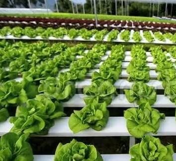 Cina 1209cm * 235cm * 239cm Contenitore agricolo verticale Serra con impianto idroponico in vendita