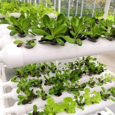 Cina 1209cm * 235cm * 239cm Contenitore agricolo verticale Serra con impianto idroponico in vendita