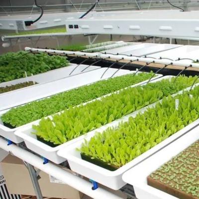 Cina Agricoltura verticale Contenitore di trasporto serra con idroponica e struttura in acciaio in vendita