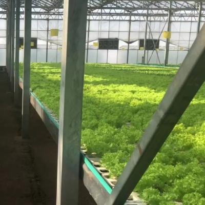 Cina Agricoltura verticale Contenitore di trasporto serra con idroponica e struttura in acciaio in vendita
