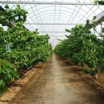 Cina Agricoltura verticale Contenitore di trasporto serra con idroponica e struttura in acciaio in vendita