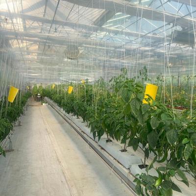 Cina Agricoltura verticale Contenitore di trasporto serra con idroponica e struttura in acciaio in vendita