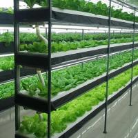 China Steel Structure Hydroponic System Container Greenhouse for Vertical Farming Solution for sale