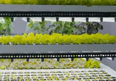 Cina Struttura in acciaio Sistema idroponico Contenitore serra per la soluzione di agricoltura verticale in vendita