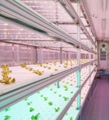 Cina Struttura in acciaio Sistema idroponico Contenitore serra per la soluzione di agricoltura verticale in vendita
