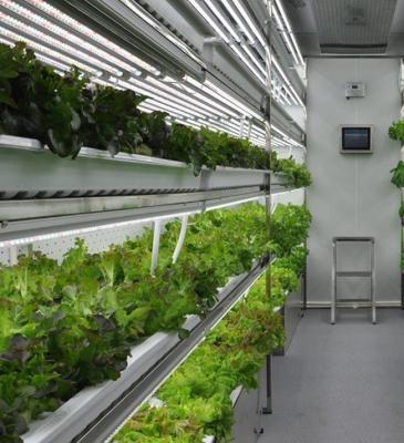 Cina Struttura in acciaio Sistema idroponico Contenitore serra per la soluzione di agricoltura verticale in vendita