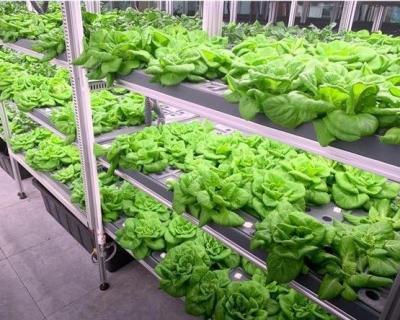 Cina Struttura in acciaio Sistema idroponico Contenitore serra per la soluzione di agricoltura verticale in vendita