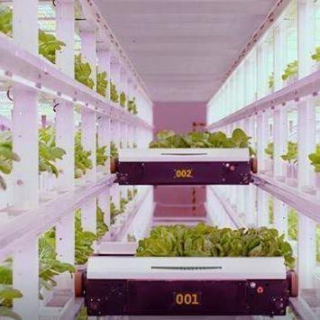 Cina Agricoltura verticale dei container per il trasporto marittimo con serre commerciali e progettazione multi-span in vendita