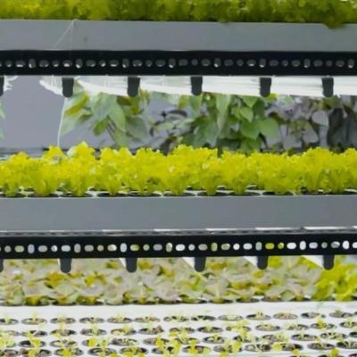 Cina Agricoltura verticale dei container per il trasporto marittimo con serre commerciali e progettazione multi-span in vendita