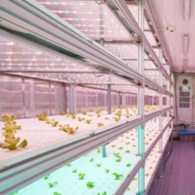 Cina Agricoltura verticale dei container per il trasporto marittimo con serre commerciali e progettazione multi-span in vendita