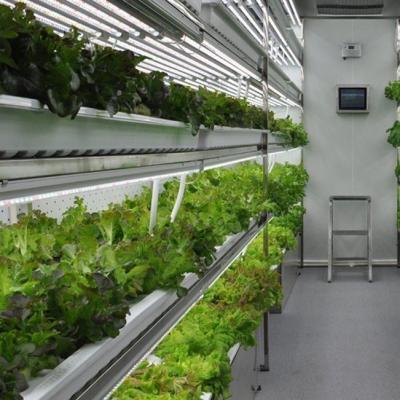 Cina Agricoltura verticale dei container per il trasporto marittimo con serre commerciali e progettazione multi-span in vendita