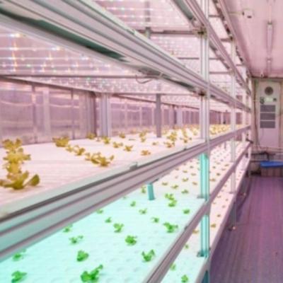 Cina Serre per container per l'agricoltura verticale idroponica nell'industria commerciale in vendita