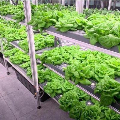中国 商業用垂直農業 コンテナ温室 水育システム 販売のため