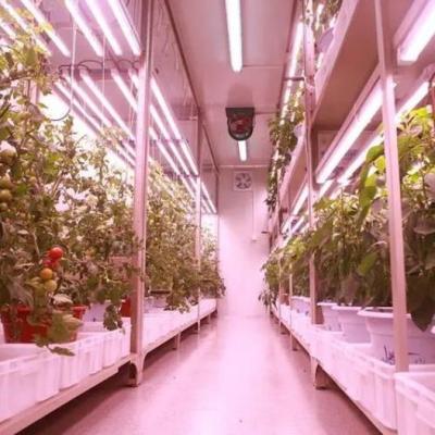 China Sistema hidropónico de vegetais Container Estufas para instalação de cultivo vertical JX-CG-103 à venda