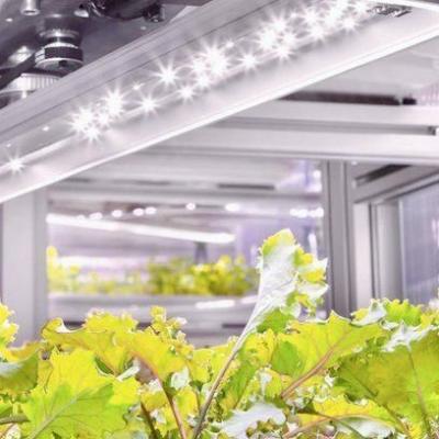 China Sistema hidropónico de vegetais Container Estufas para instalação de cultivo vertical JX-CG-103 à venda