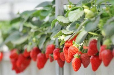 Cina Serra per agricoltura a grande contenitore verticale con copertura in acciaio e tecnologia idroponica in vendita
