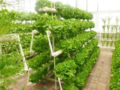 Cina Serra per agricoltura a grande contenitore verticale con copertura in acciaio e tecnologia idroponica in vendita