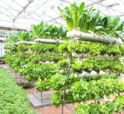 Cina Serra per agricoltura a grande contenitore verticale con copertura in acciaio e tecnologia idroponica in vendita