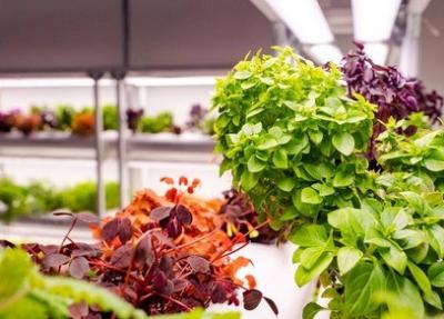 Cina Serra per agricoltura a grande contenitore verticale con copertura in acciaio e tecnologia idroponica in vendita