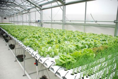 Cina Serra per agricoltura a grande contenitore verticale con copertura in acciaio e tecnologia idroponica in vendita