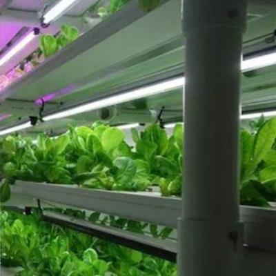 Cina Serra commerciale versatile per l'agricoltura verticale idroponica in container di trasporto in vendita