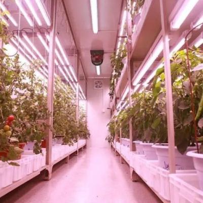 Cina Serra commerciale versatile per l'agricoltura verticale idroponica in container di trasporto in vendita