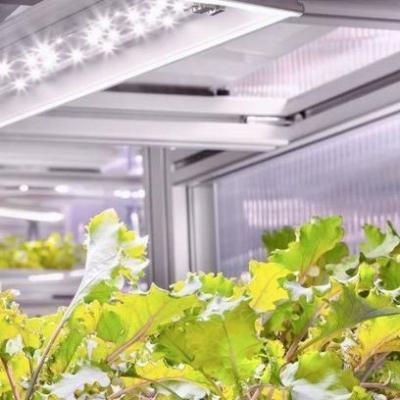Cina Serra commerciale versatile per l'agricoltura verticale idroponica in container di trasporto in vendita