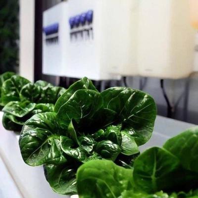 Cina Serra commerciale versatile per l'agricoltura verticale idroponica in container di trasporto in vendita