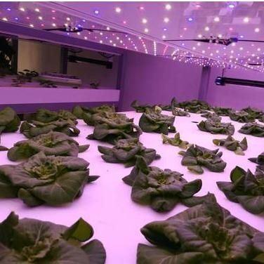 Cina Serra commerciale versatile per l'agricoltura verticale idroponica in container di trasporto in vendita