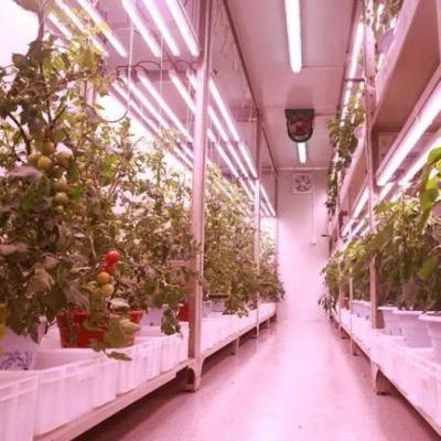 Cina Contenitore di trasporto di copertura in acciaio Serra per la produzione di agricoltura verticale idroponica in vendita