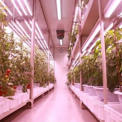 Cina Contenitore per agricoltura verticale serra per casa ecologica in vendita