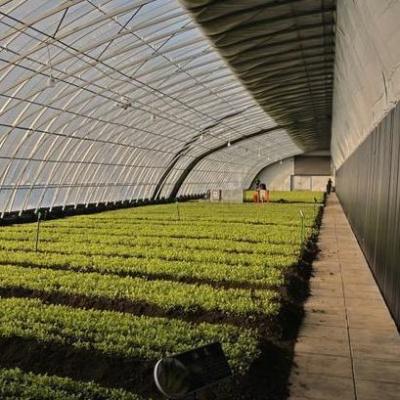 Cina Serra per coltivazione di pomodori a luce solare con costi di spedizione e design in vendita