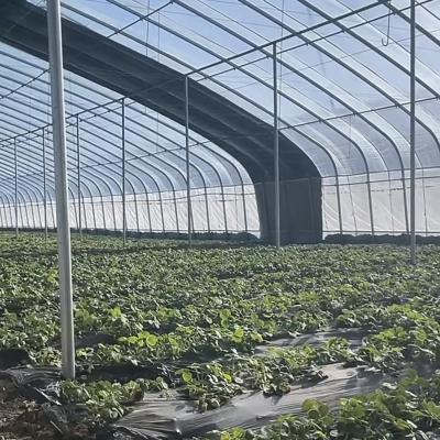 Cina Serra solare per vegetali avanzata con controllo di umidità e crescita ottimale delle piante in vendita