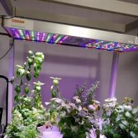 China Large Multi-Span Shipping Container Greenhouse for Hydroponic Vertical Farming System for sale