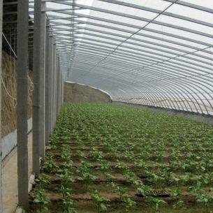 Cina Pacchetto Peso lordo 2000.000kg Serra leggera a luce solare per la coltivazione di ortaggi in vendita