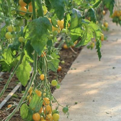 Cina Pacchetto Peso lordo 2000.000kg Serra leggera a luce solare per la coltivazione di ortaggi in vendita