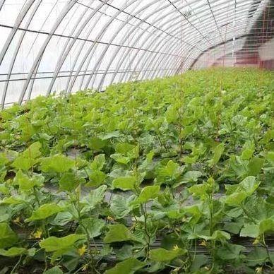 Cina 1209cm * 235cm * 239cm Serra a pellicola per l'ombra e la ventilazione della piantagione di pomodori in vendita