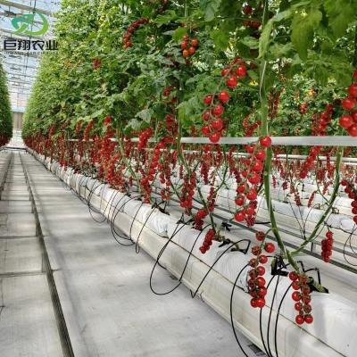 Hydroponic Planting Multi Span Greenhouse for Vegetables/Tomato 200 Microns Film Cover
