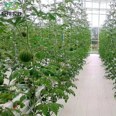 Cina Juxiang foglio PC Board Greenhouse per sistemi di coltivazione idroponica fragole personalizzato in vendita