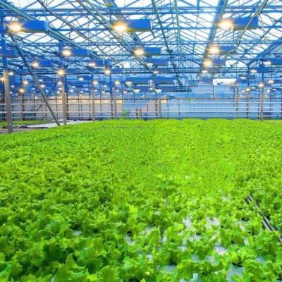 Cina Serra di vetro temperato a doppio strato hollo per sistema di coltivazione idroponica in vendita